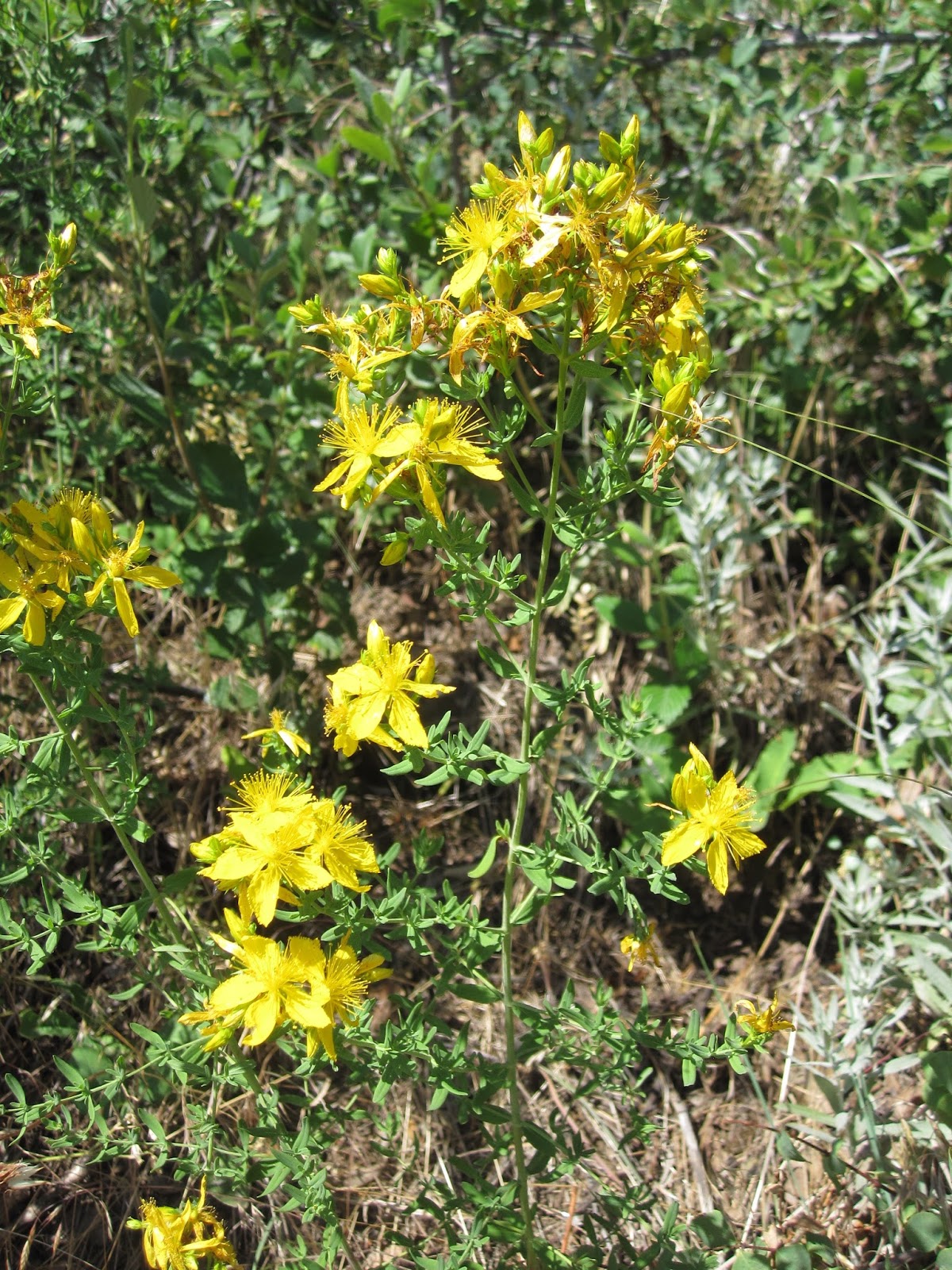 Innie Me: Colorado Wildflowers - Yellow