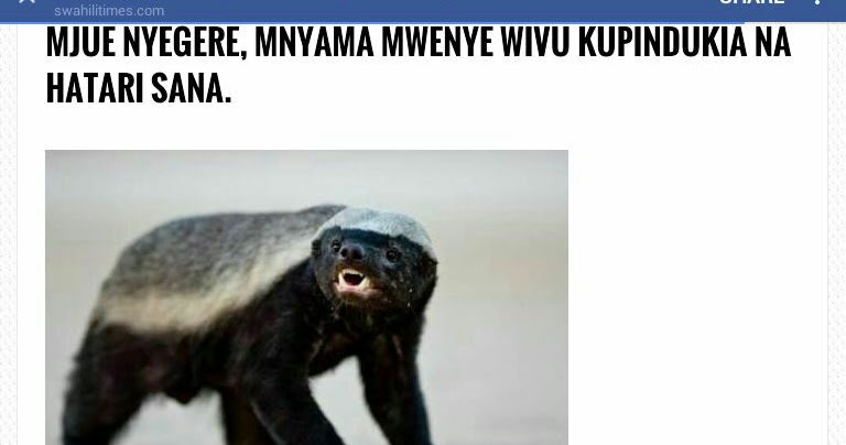 MJUE NYEGERE (HONEY BADGER) MNYAMA MWENYE WIVU KUPINDUKIA NA HATARI ...