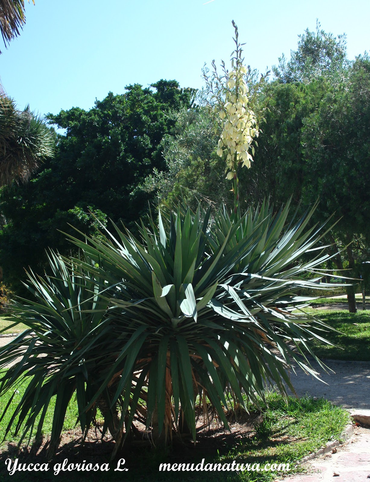 El Jardí de Menuda Natura: Iuca
