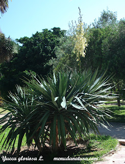 El Jardí de Menuda Natura: de setembre 2012