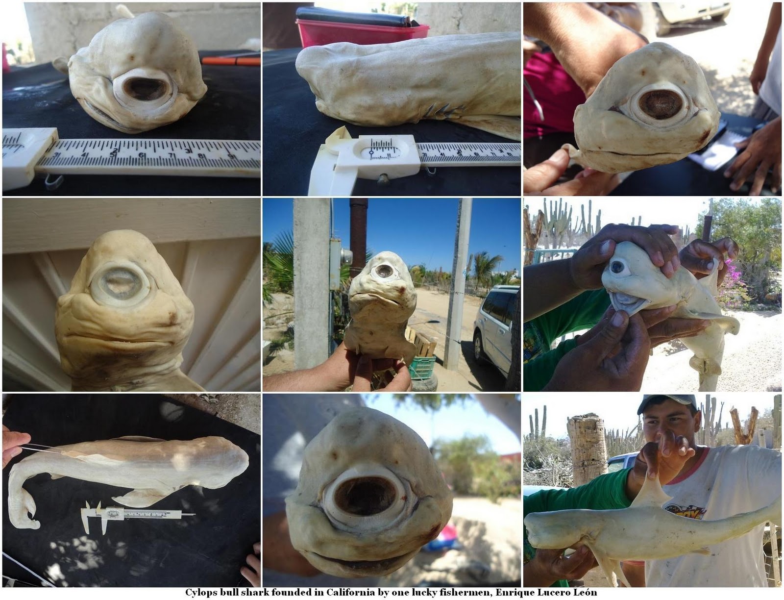 Prolonging me : Time To Speak UP !!: Cyclops Bull Shark Founded by One ...