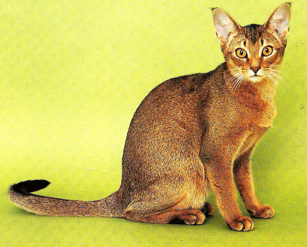 Check It Out !!: 10 Ras Kucing Paling Populer