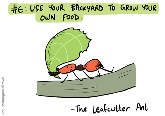 Green Humour: 12 Green Resolution Suggestions from Wild Animals