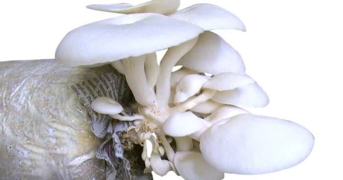 Kandungan Gizi dan Manfaat Jamur Untuk Kesehatan | Wisata Alam dan ...