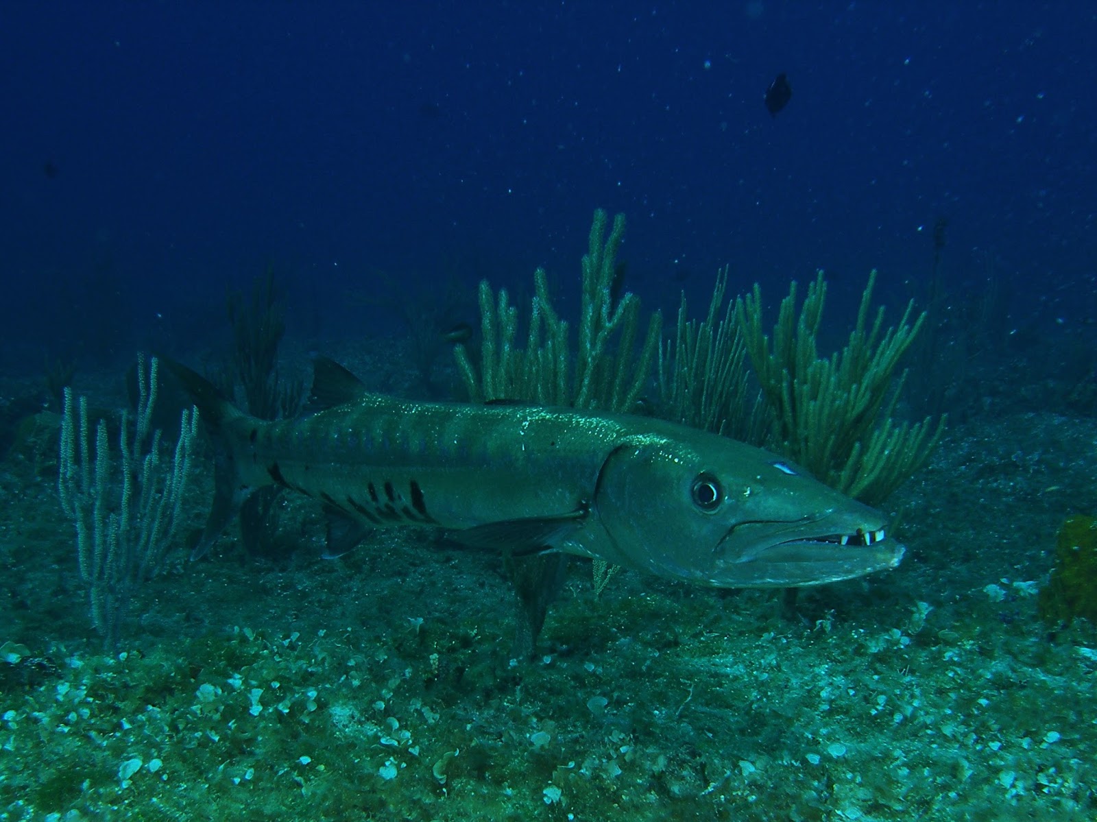 Aqua Action Blog: Why is that fish following me?