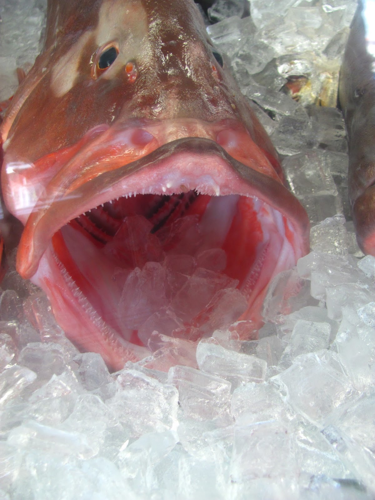 Gulf Currents: Grouper