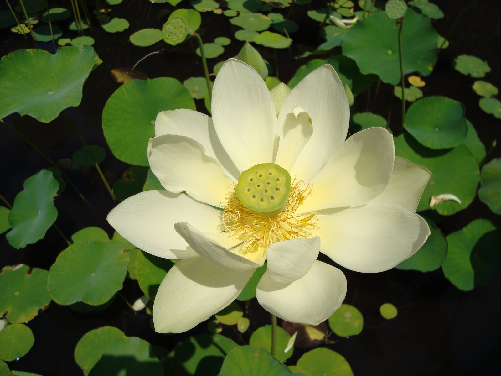 Bright Nepenthe: May 2011