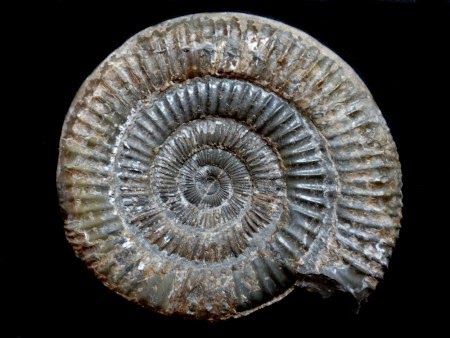 Cuaderno de Paleontología