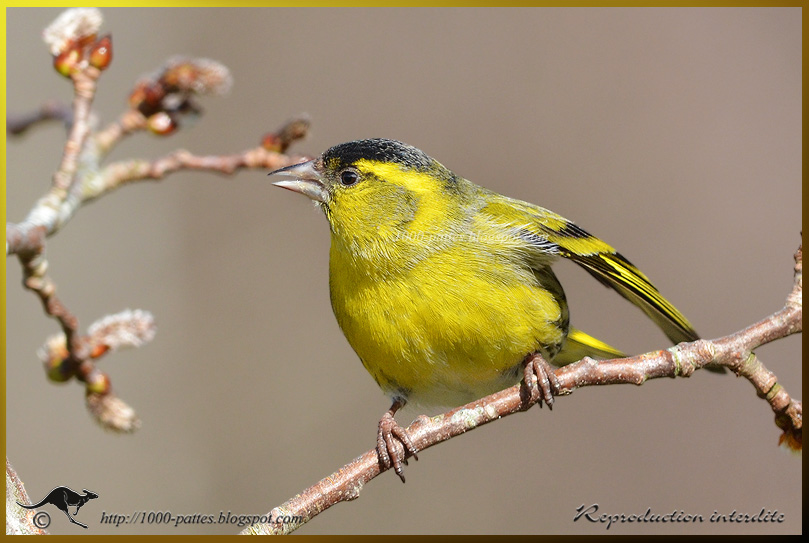 WILDLIFE GATEWAY: Titi-tarins... sans Rominet!
