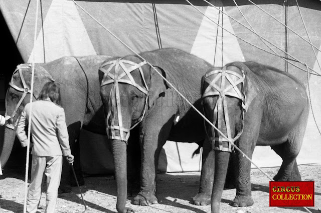 Circus -Collection: Ambiance dans les coulisses du cirque français ...