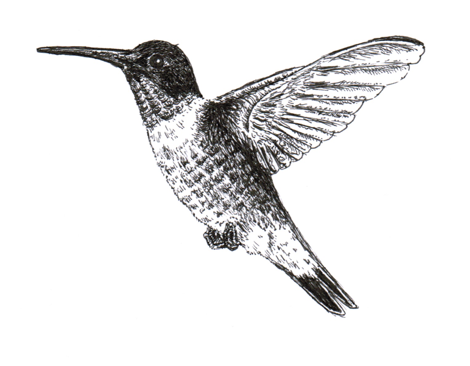 Chuck Does Art: Ruby Throated Hummingbird Ink Drawing