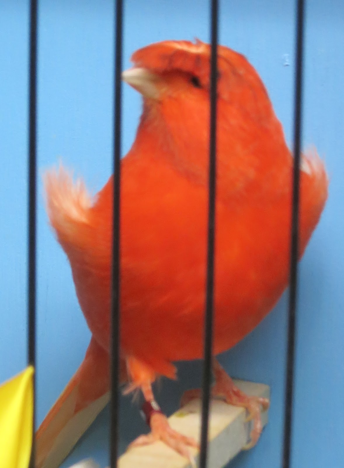 Canary Tales: Breeding Better Looking Birds - Part 1 Feather Type ...