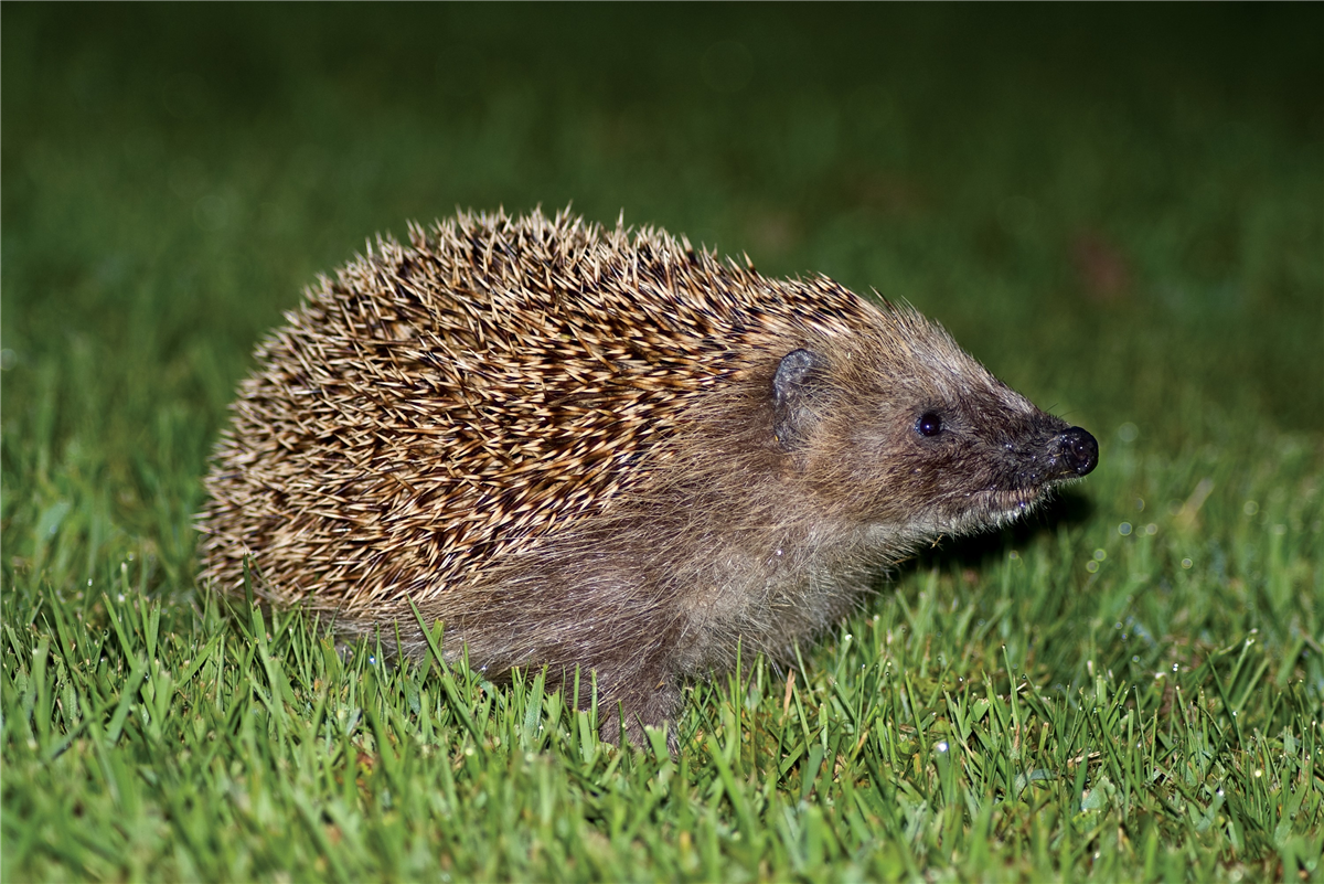 Strekkbukser & kabaret: Mye regn og lite pinnsvin