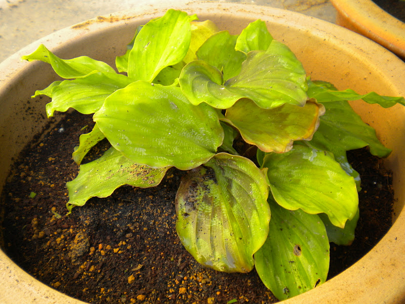 taman ramuan: cekur - yang ini cekur apa?