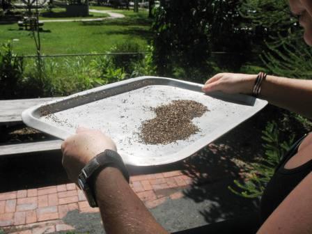 Eudlo Seed Savers Group: Seed Saving Techniques