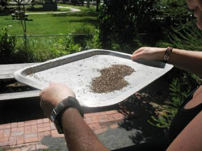 Eudlo Seed Savers Group: Seed Saving Techniques