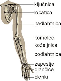Kosti: kosti rok in nog