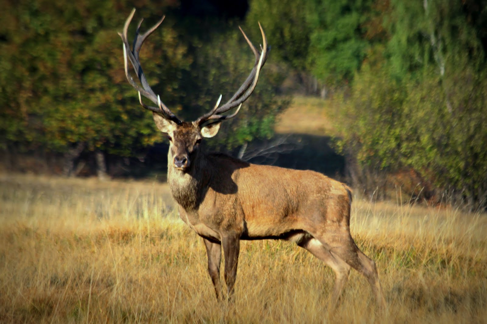 béel photo: Szarvasbőgés