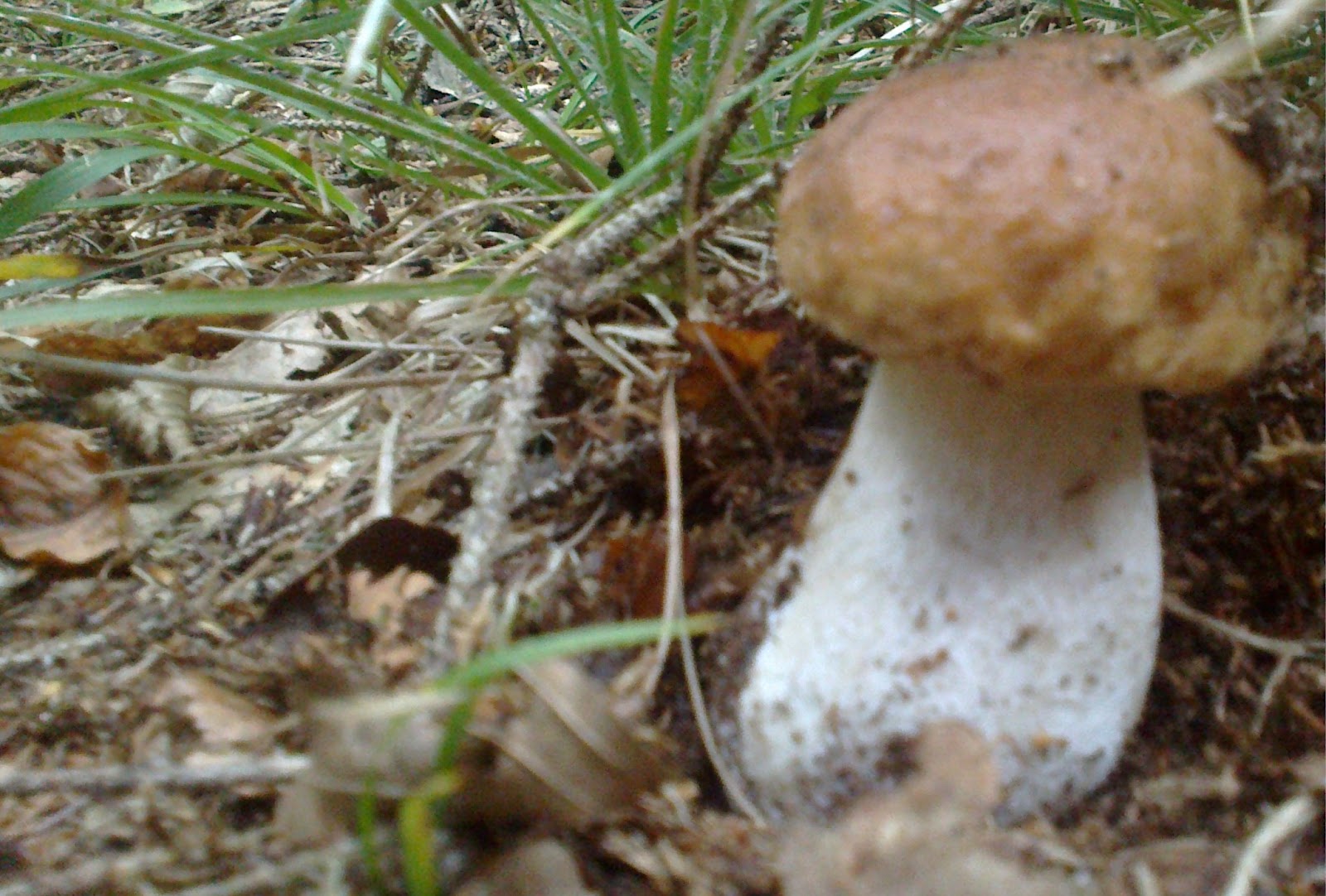 Alexandra G.D.: Goba, gobi, gobe - Jurčki