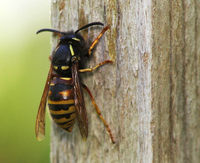 Utgångspunkt 63° 31,x' N - 22° 31,x' O: Två getingar med rött
