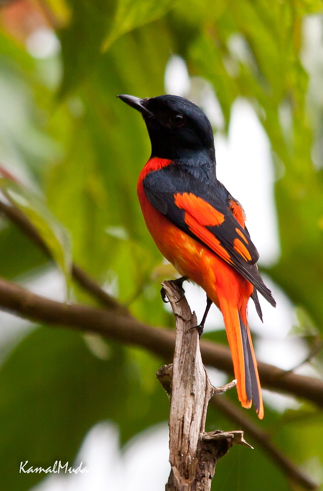 SOUTH EAST ASIA BIRDS - Malaysia birds paradise: The Scarlet Minivet ...
