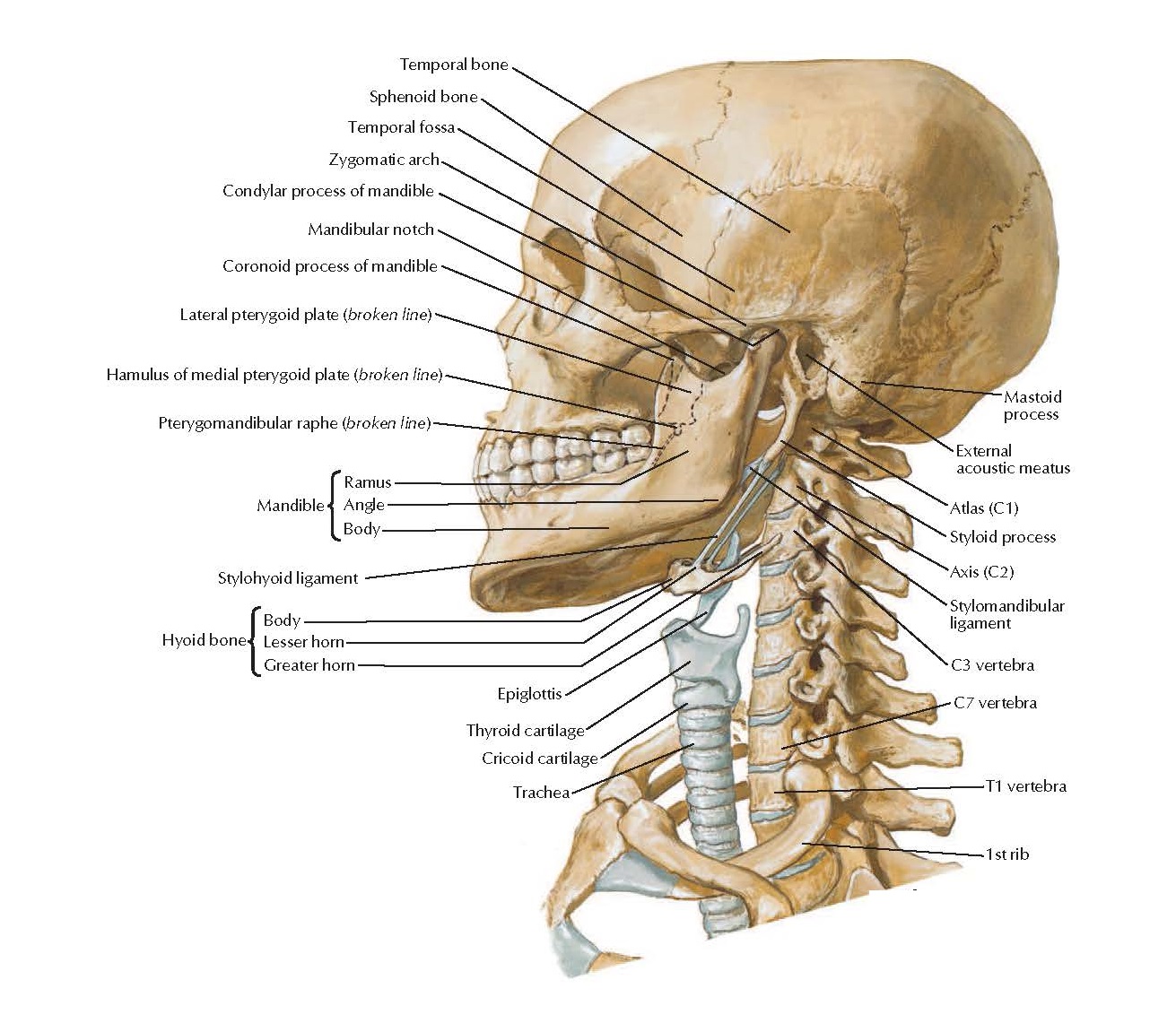 Bony Framework of Head and Neck Anatomy - pediagenosis