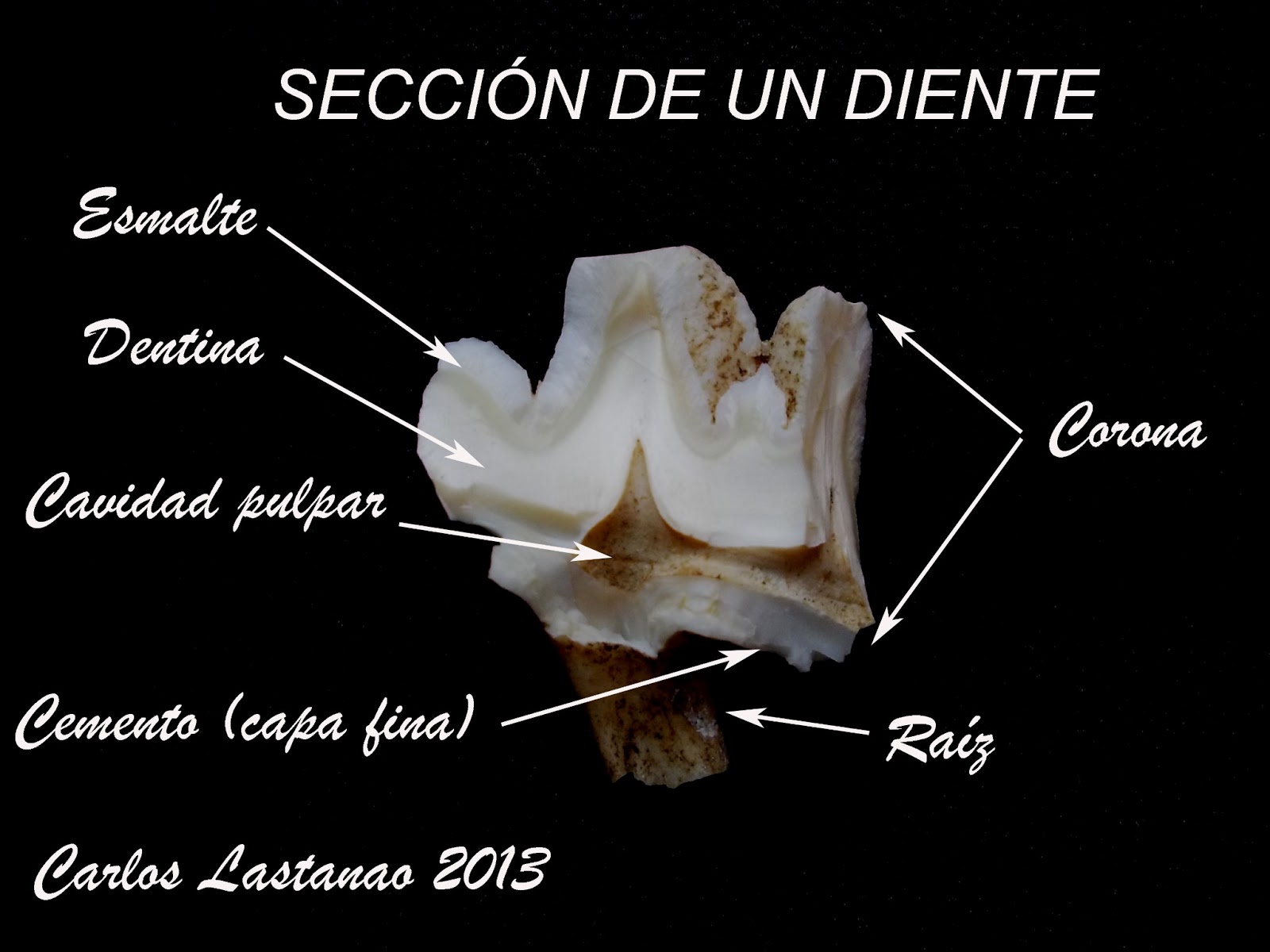 EL GRUMETE DEL BEAGLE: Morfología de los dientes.