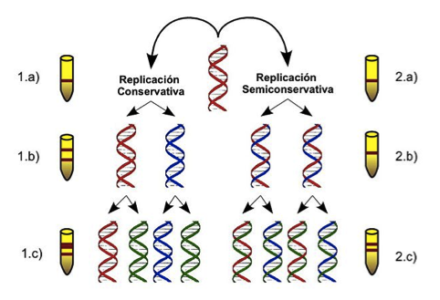 Portafolio Biología: Replicación
