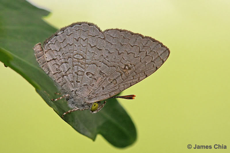 Butterflies of Singapore: Butterfly of the Month - October 2011