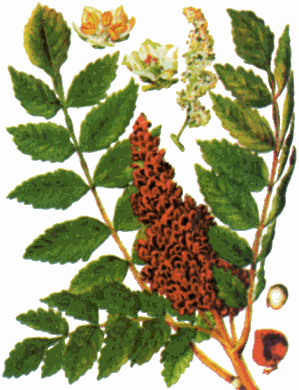 lo que me gustaría que supieras y recordaras: CORDOBANES, GUADAMECILES ...