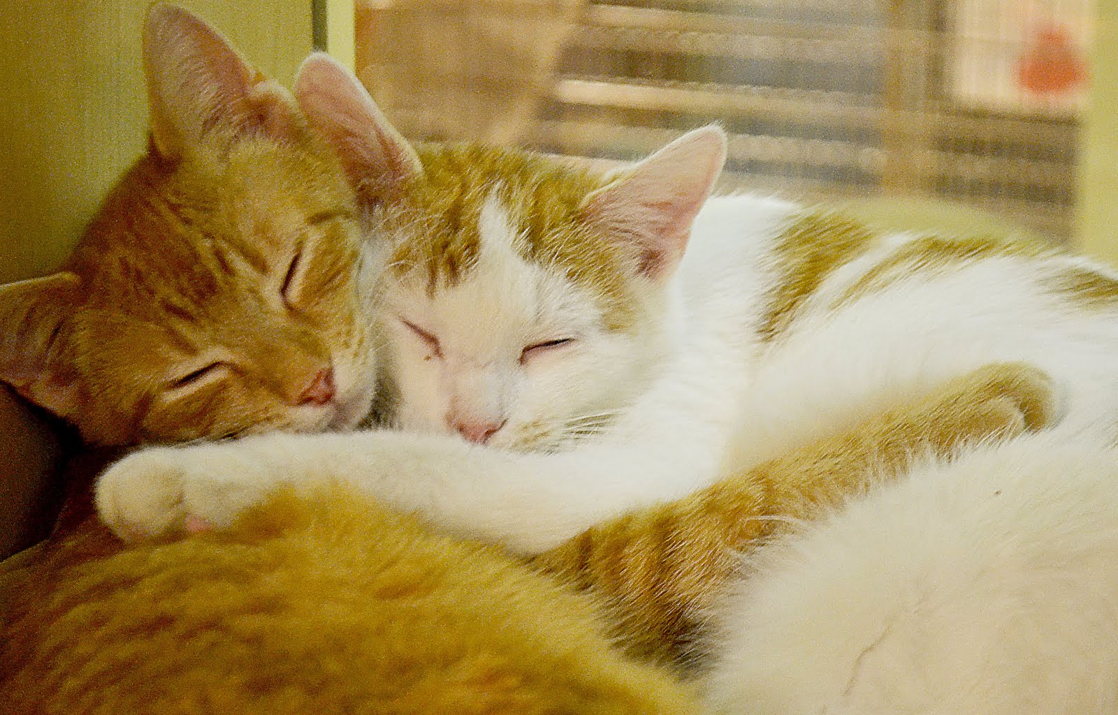 Animal Friends Adopting Two Cats Is Twice As Nice Animal Friends Adopting Two Cats Is Twice As Nice