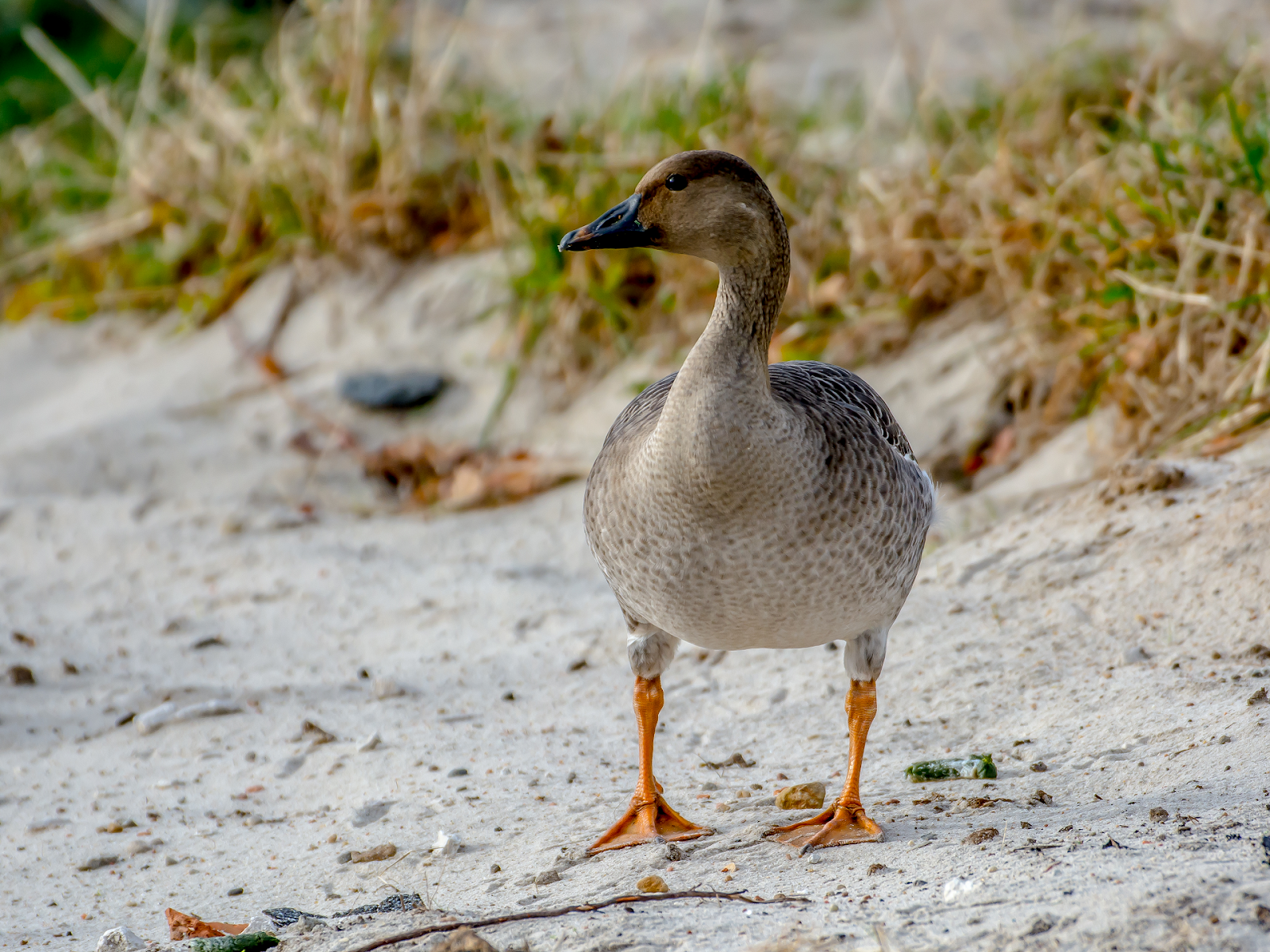 Na przelotach ... cz. II, Gęś tundrowa (Anser fabalis rossicus)