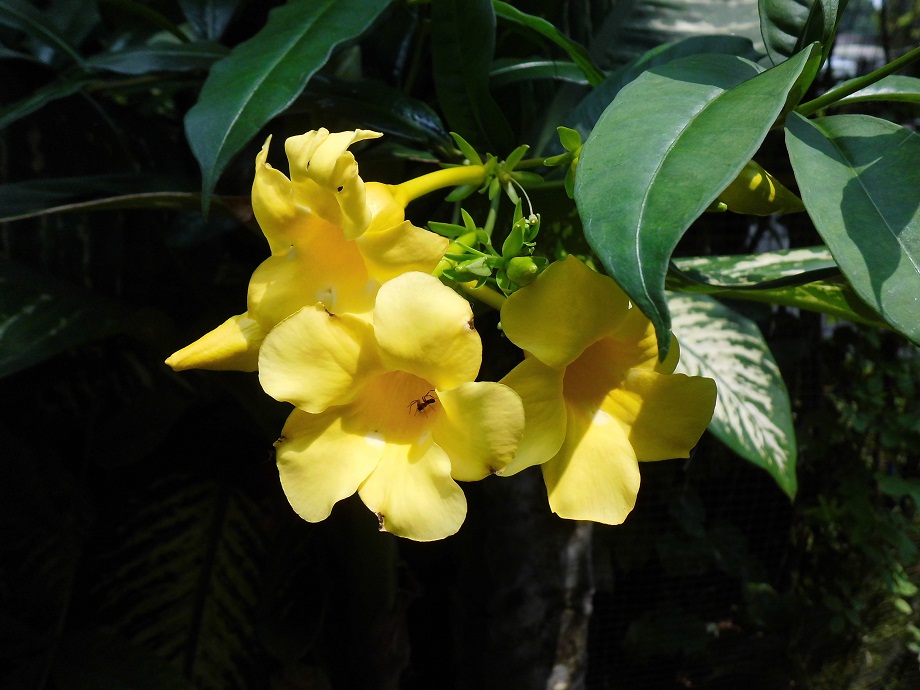 Alamanda