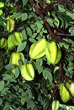 Indonesian Fruit: Star Fruit descriptions and benefits