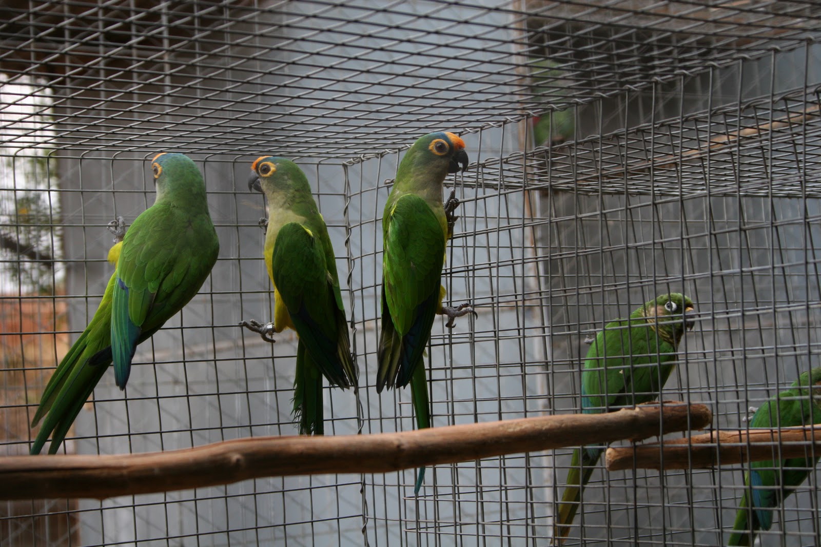 CRIADOURO MANDARIM: ARATINGA AUREA - PERIQUITO REI