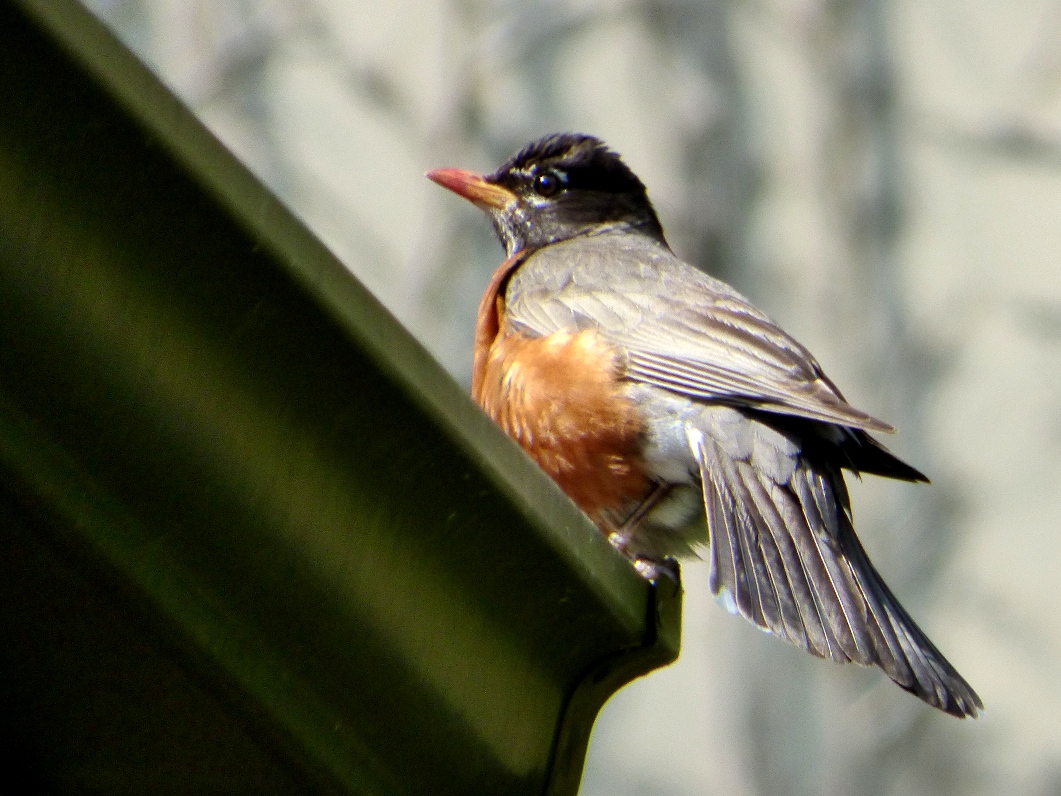 Geotripper's California Birds: American Robins Nesting in St. Louis Area