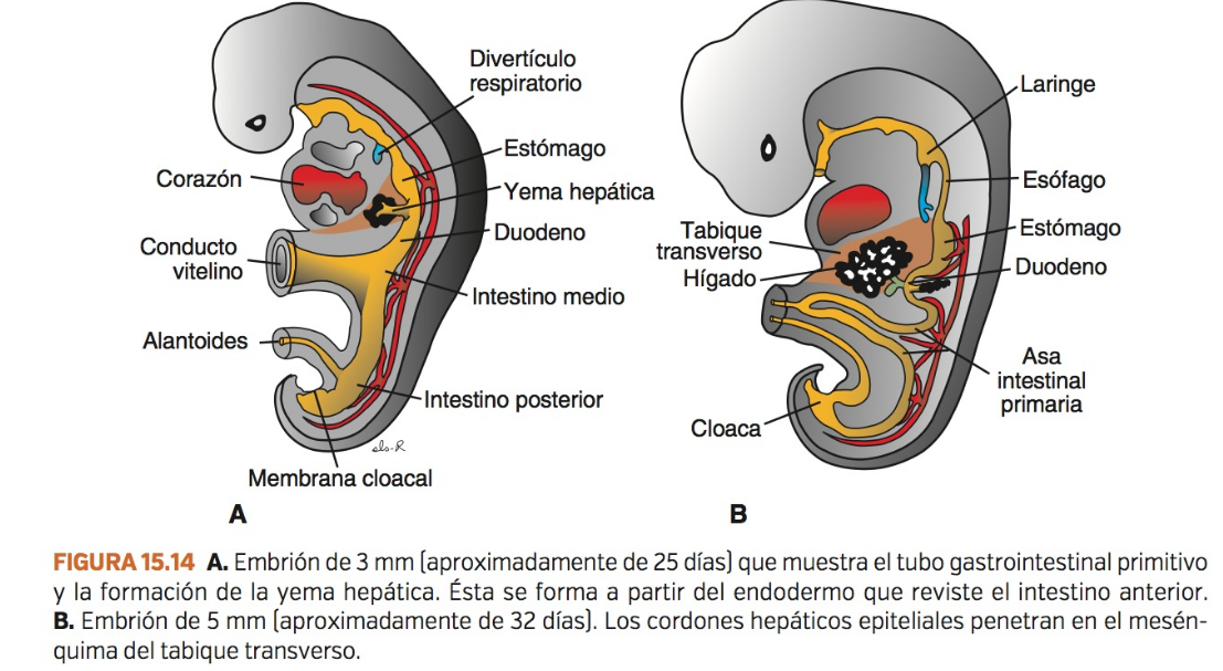 Desarollo y derivados del intestino anterior