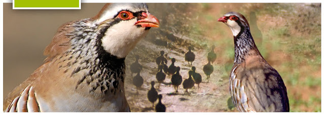 EL ARTE DEL RECLAMO: PERDICES ALTUBE