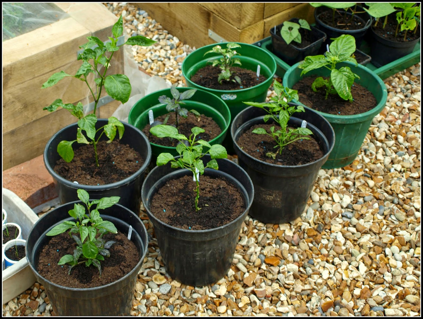 Mark's Veg Plot: Chilli update