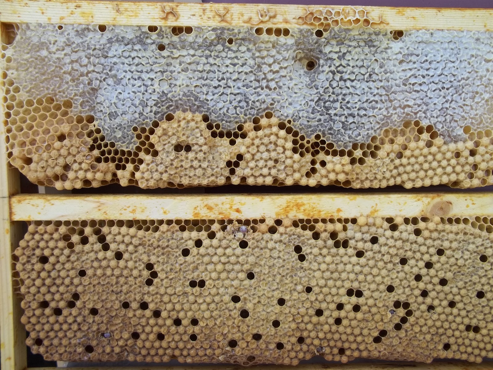 LE API E L'APICOLTURA - APIMANIA: Immagini di favi e covata