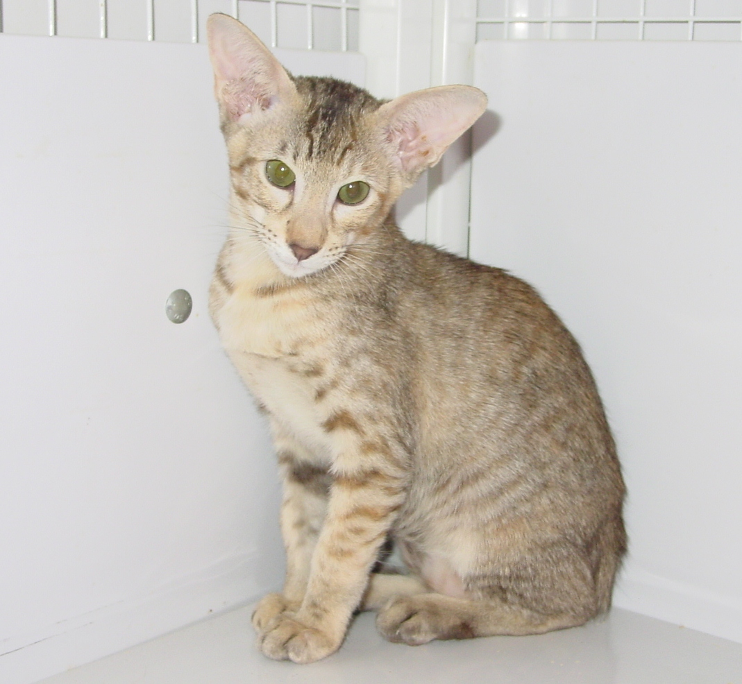 Oriental Shorthair at Monrovia Cattery