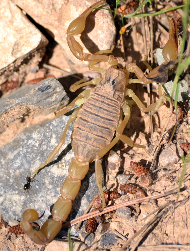 EN EL MONCAYO: Alacrán, Escorpión Común o Amarillo (Buthus occitanus)