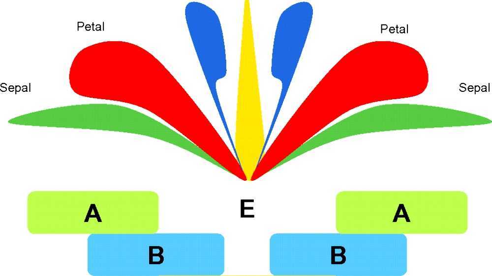 ABC model of flower development