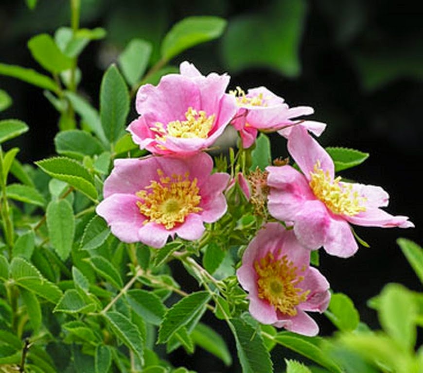 Las rosas: Rosa californica