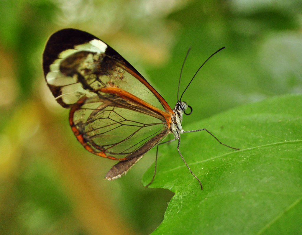 Stunning Photos of the Glass-winged Butterfly
