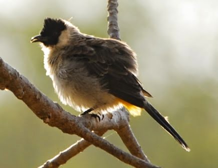 Kumpulan Foto Burung Kutilang Malaysia Terbaik | Bang Kicau NG