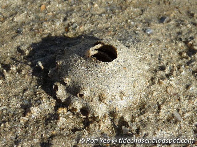 tHE tiDE cHAsER: Moon Snails (Phylum Mollusca: Family Naticidae) of ...