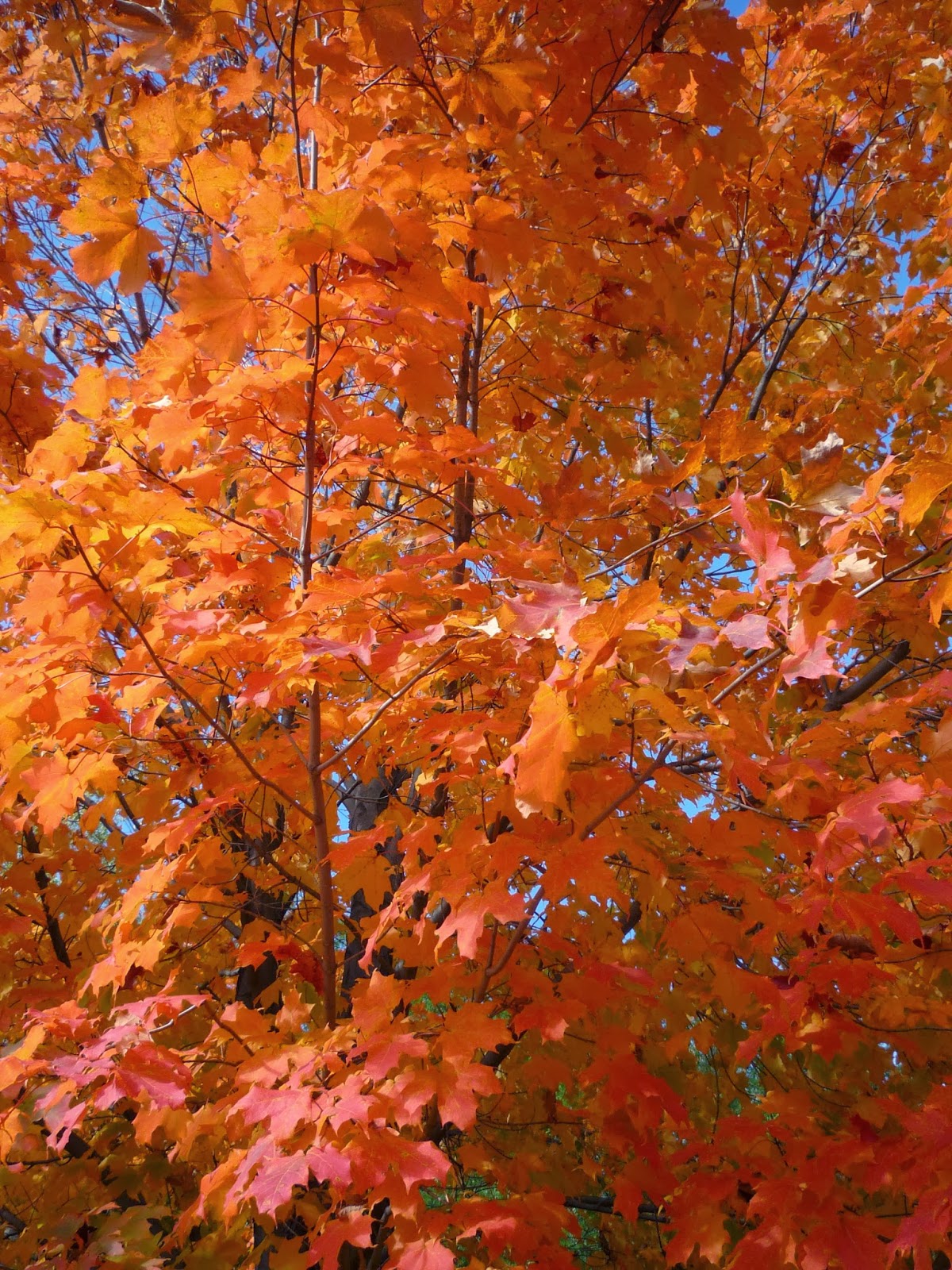 Vermont Foliage Photos. October leaf peeping. South Burlington, Vermont ...