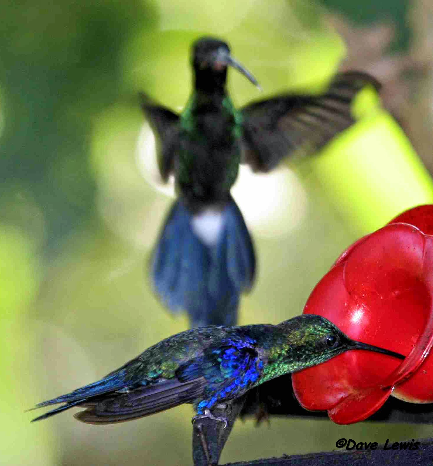 Birds from Behind : 22 February 2015
