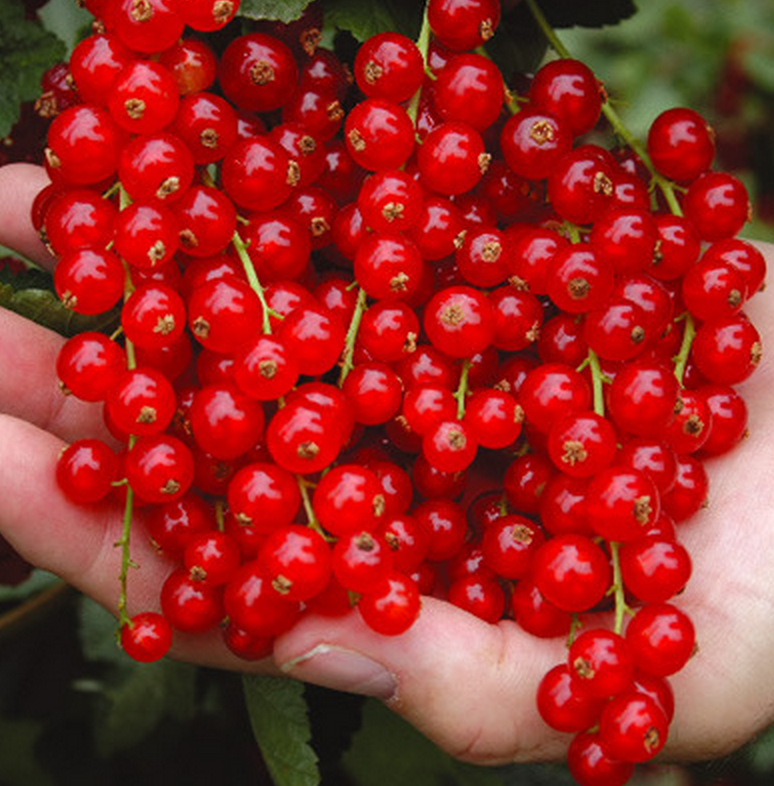 The Promise of Seeds: Magic in a Packet: currants